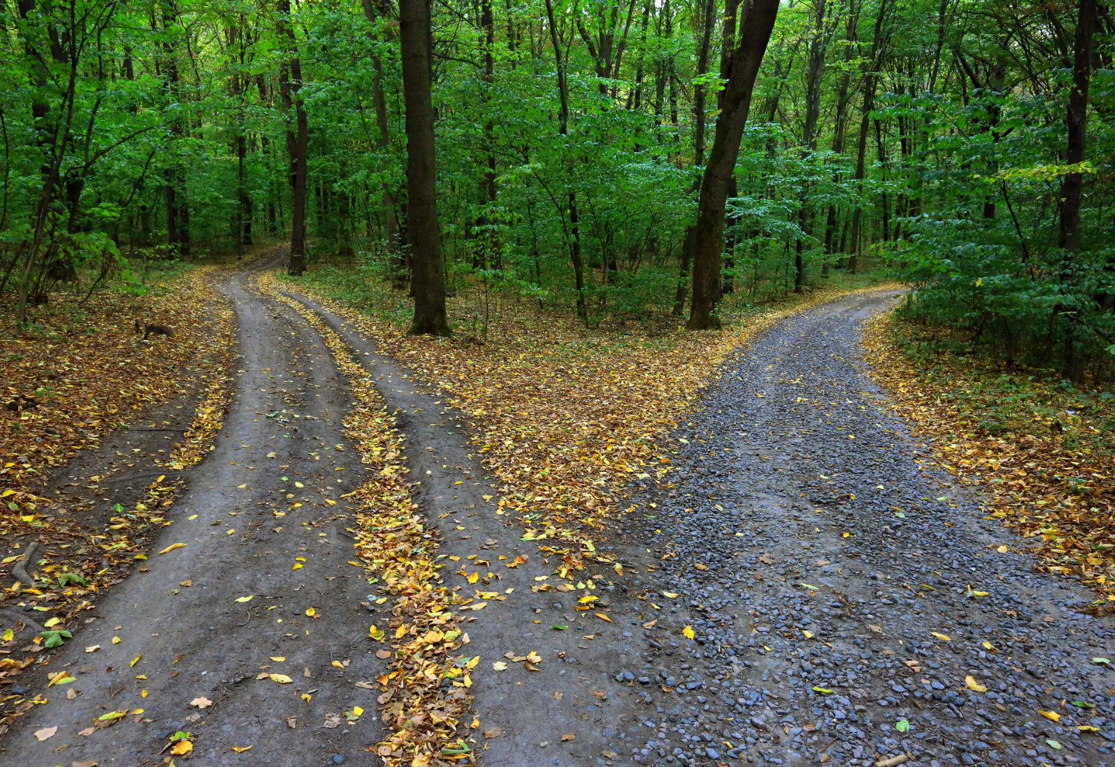 The Psilocybin Movement is Like the Cannabis Movement (Except When It’s ...