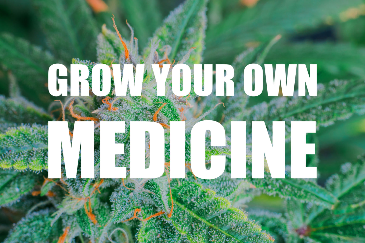 New York’s Home Cultivation Regulations - Canna Law Blog™